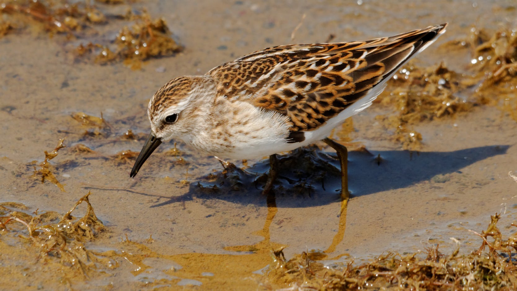 106334_2 | Nation's Vacation